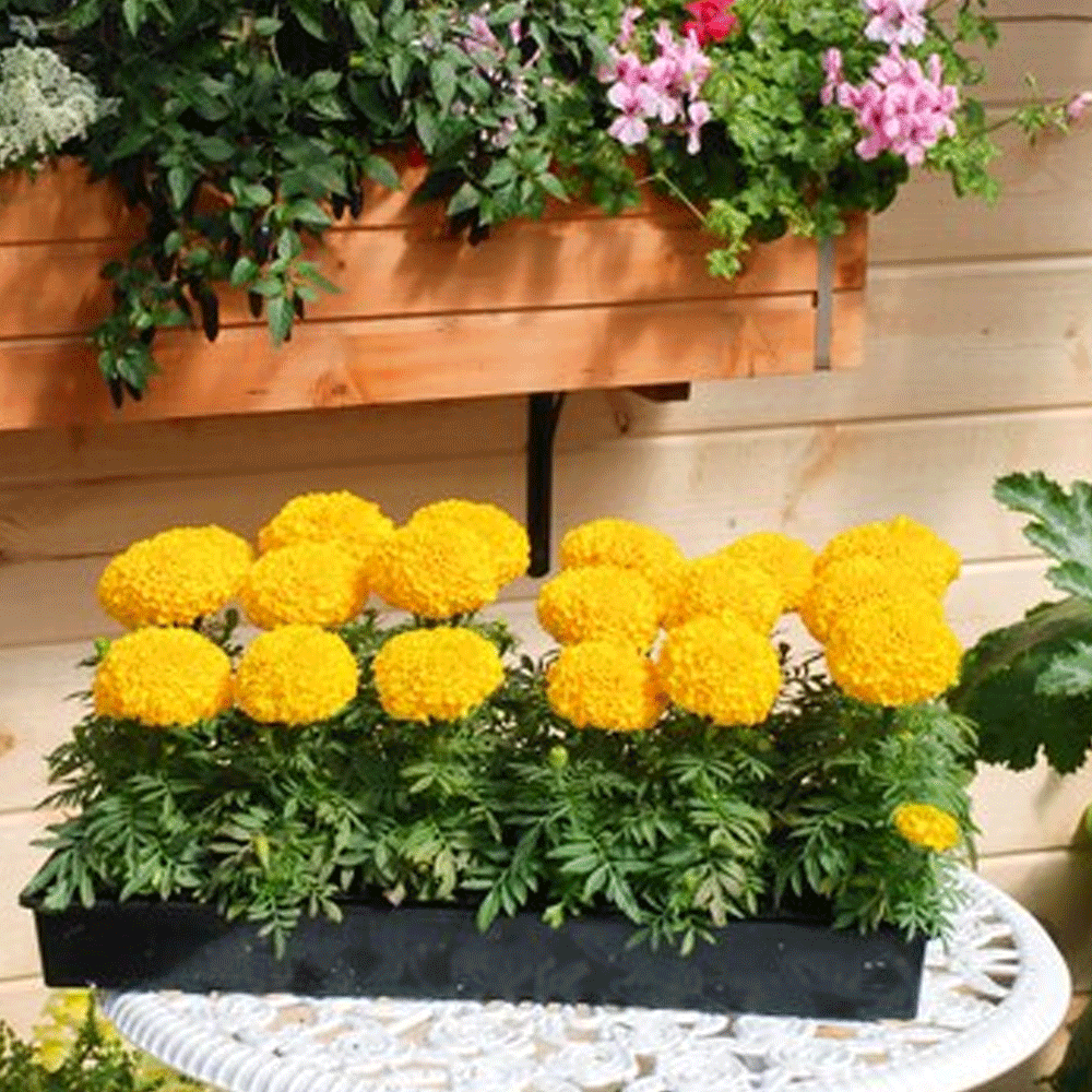 Seminte flori Craite Pitice (Tagetes erecta) galbene 1 g – Plantazia