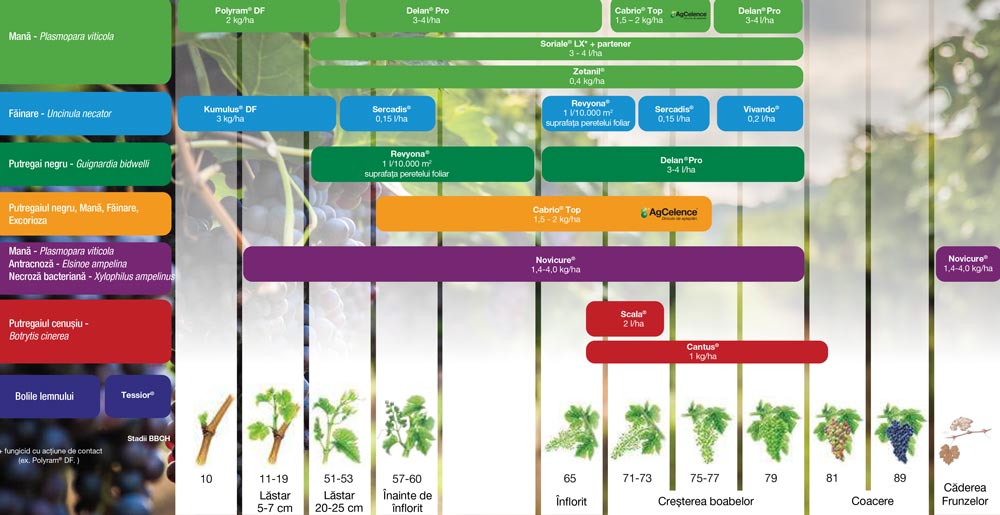 Schema de tratament vita de vie – Plantazia