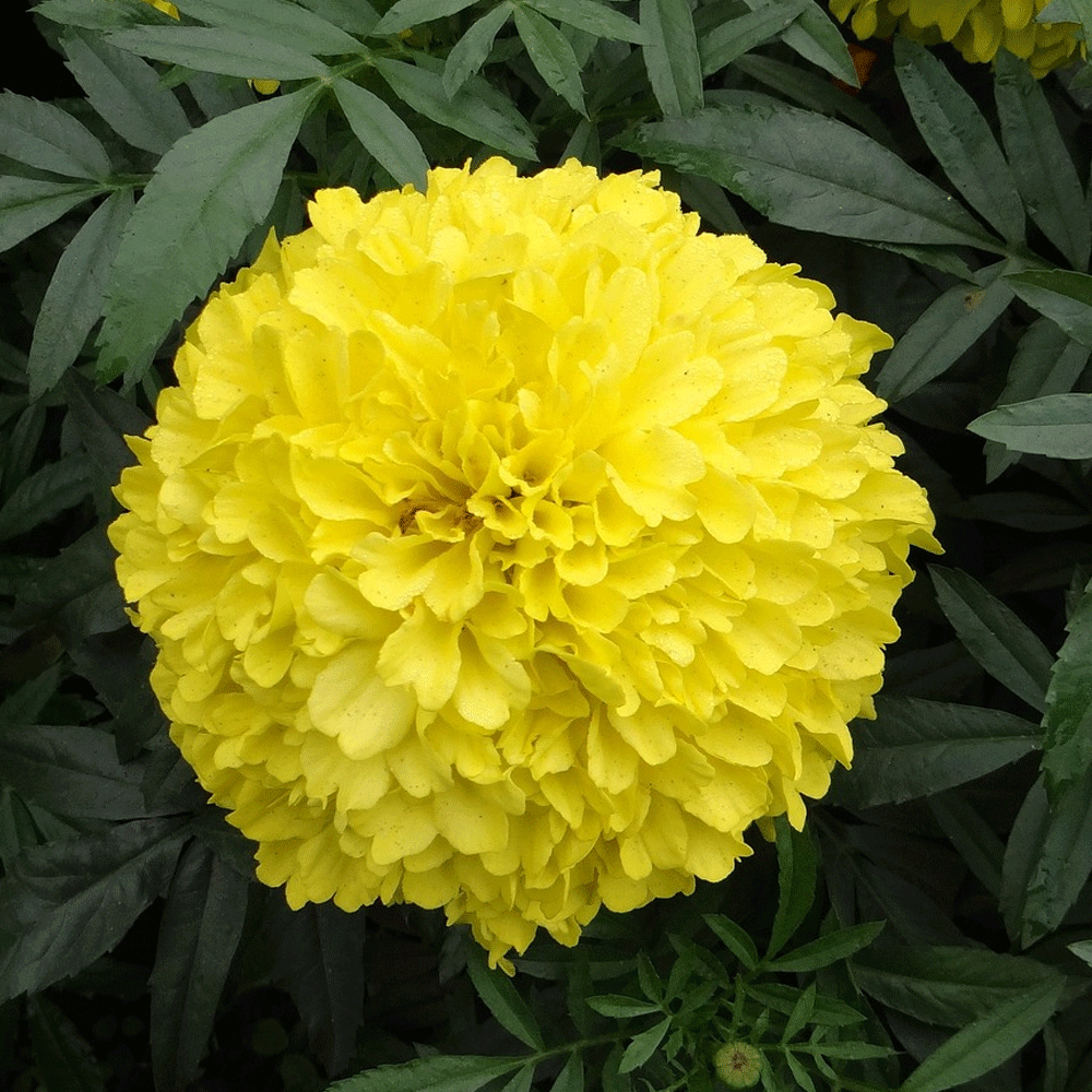 Seminte flori Craite Inalte (Tagetes erecta) galbene 1 g – Plantazia