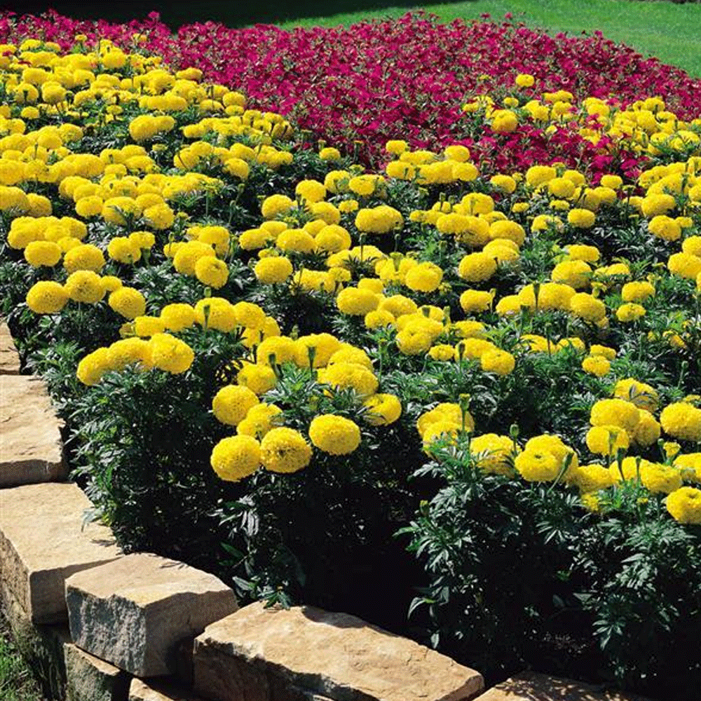 Seminte flori Craite Inalte (Tagetes erecta) galbene 1 g – Plantazia