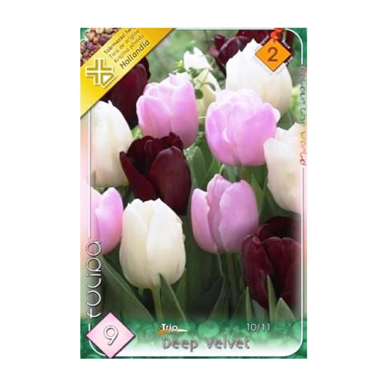 Bulbi Lalele Trio Deep Velvet 9 buc – Plantazia